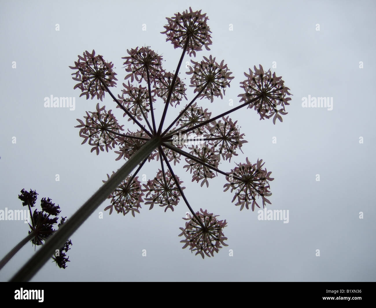 Pink hogweed. Heracleum sphondylium flower head and florets in ...