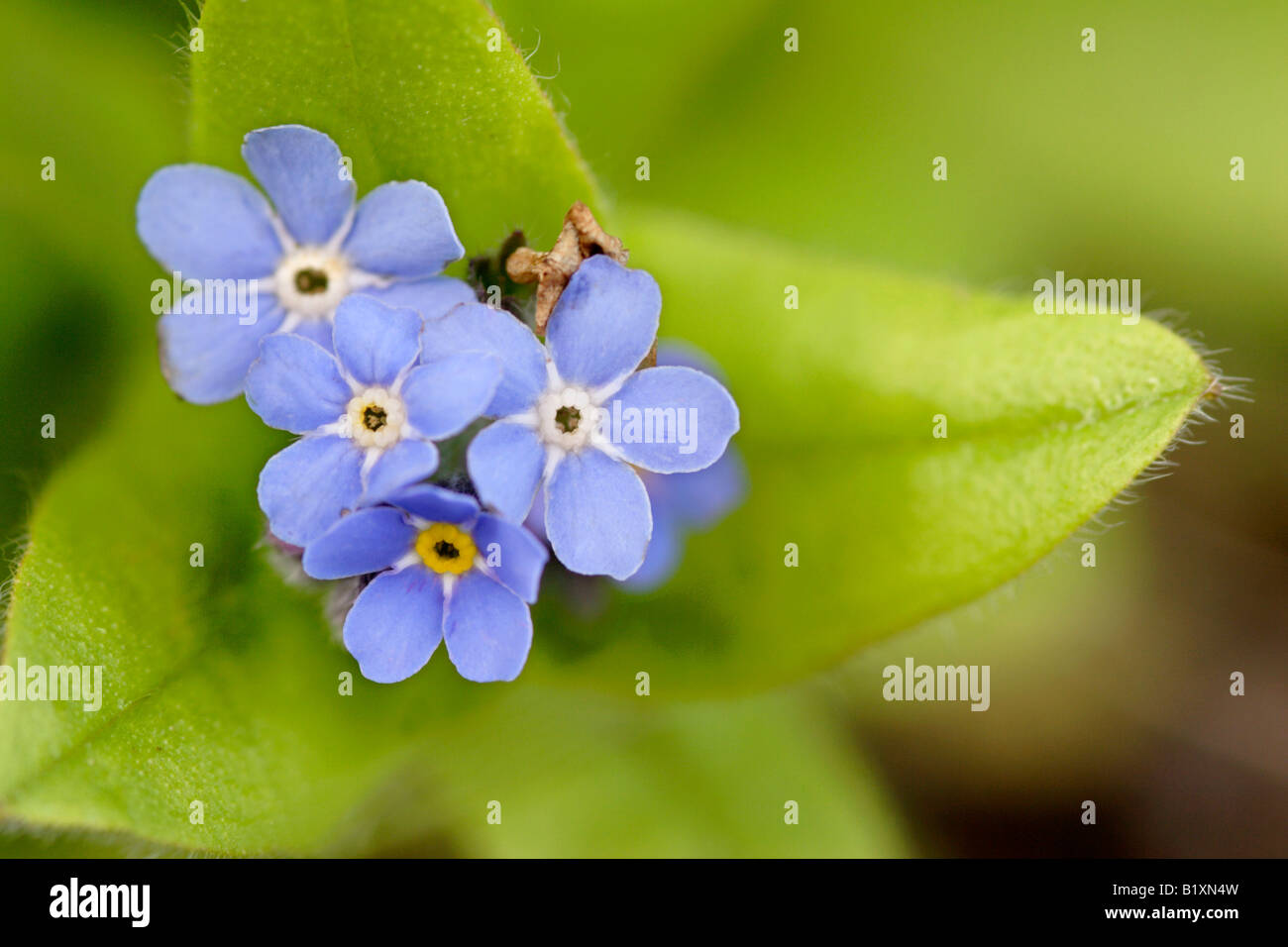 Water forget-me-not (Myosotis palustris scorpioides) England UK Stock ...