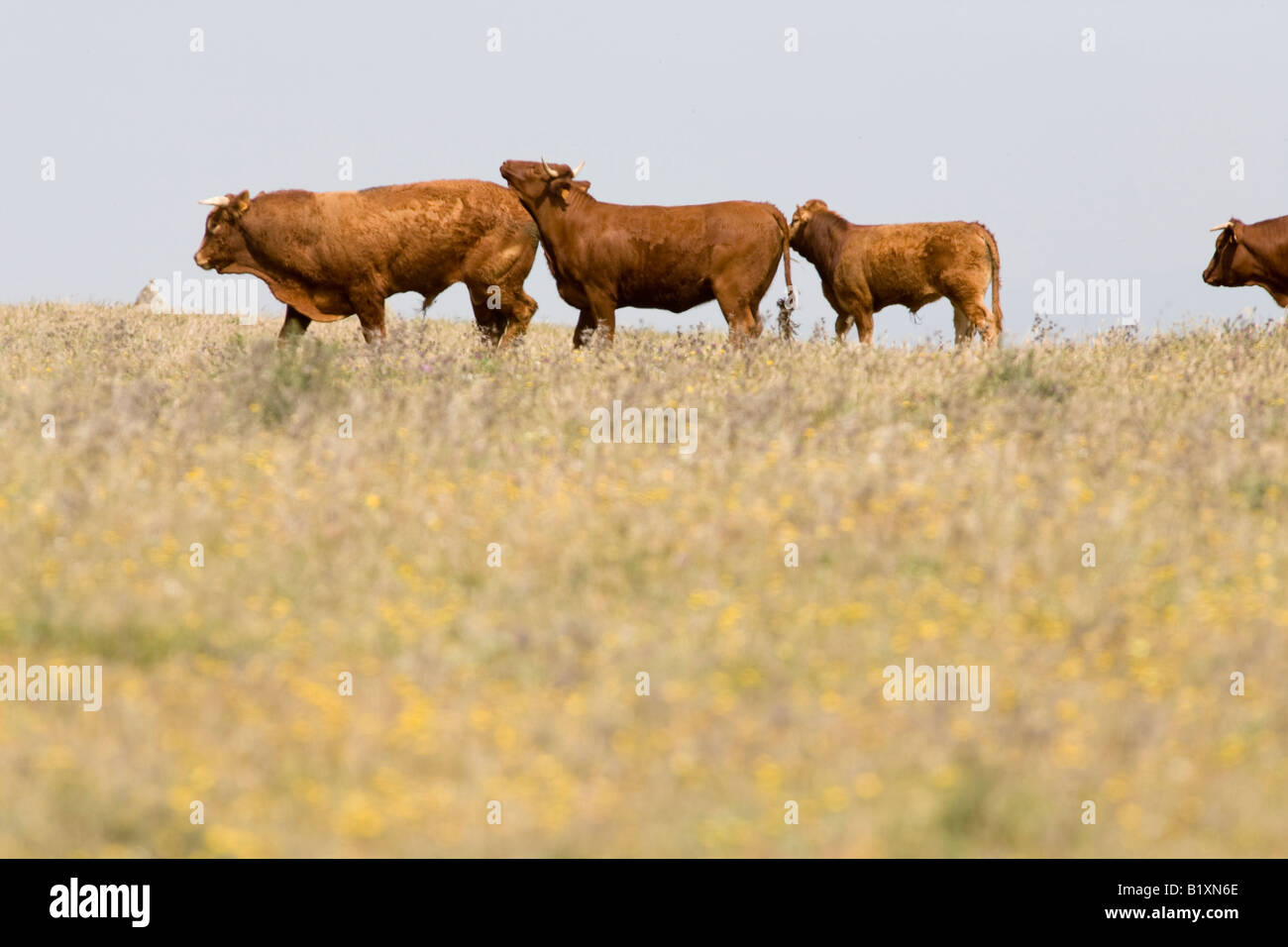 Retinto cows hi-res stock photography and images - Alamy