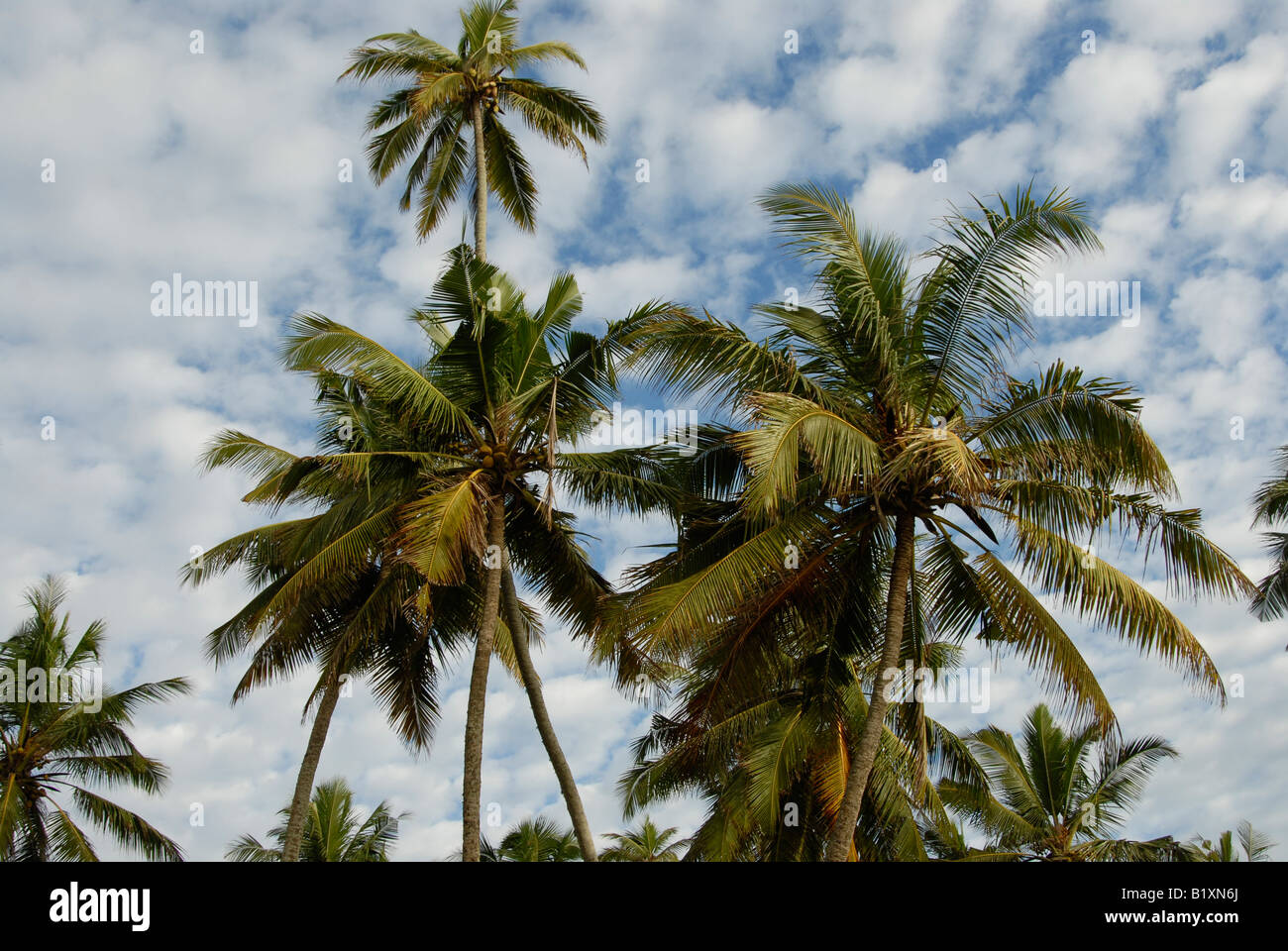 Coconut trees and the clouds Stock Photo - Alamy