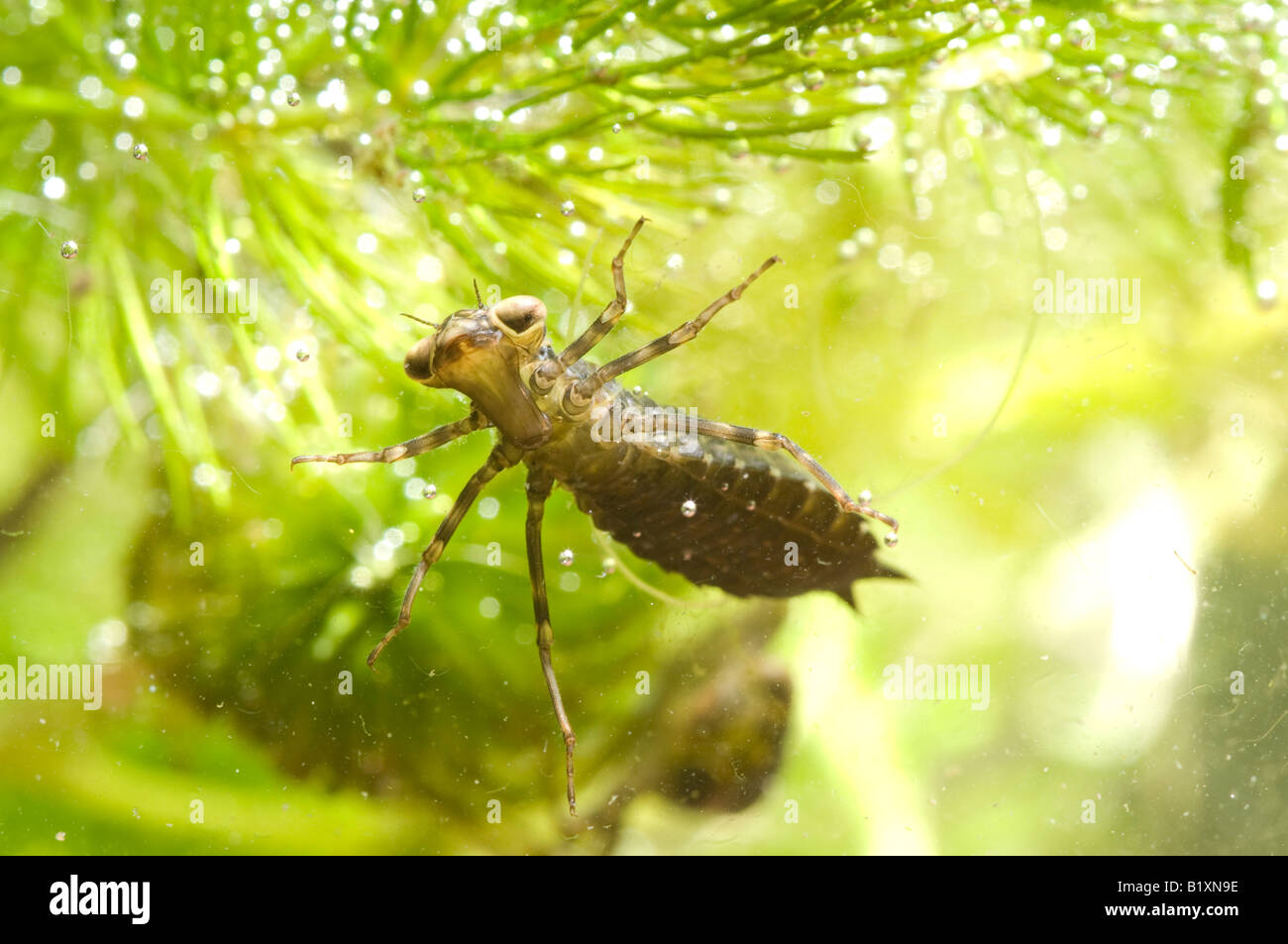 Dragonfly larva hi-res stock photography and images - Alamy