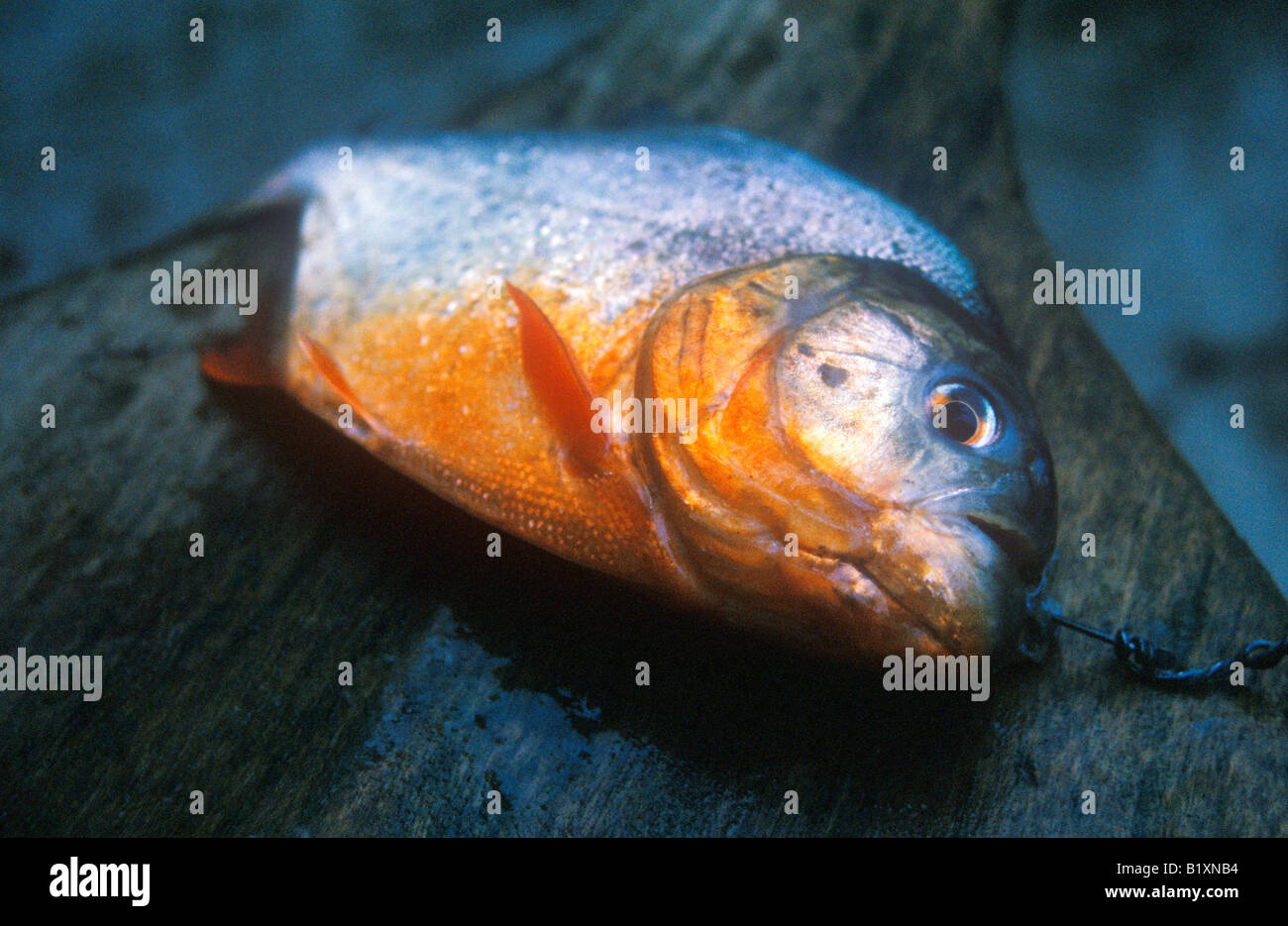 dead Piranha Stock Photo - Alamy dead Piranha Stock Photo - Alamy