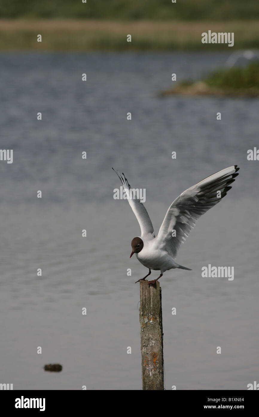 Black headed Gull Larus ridibundus stretching its wings Stock Photo - Alamy