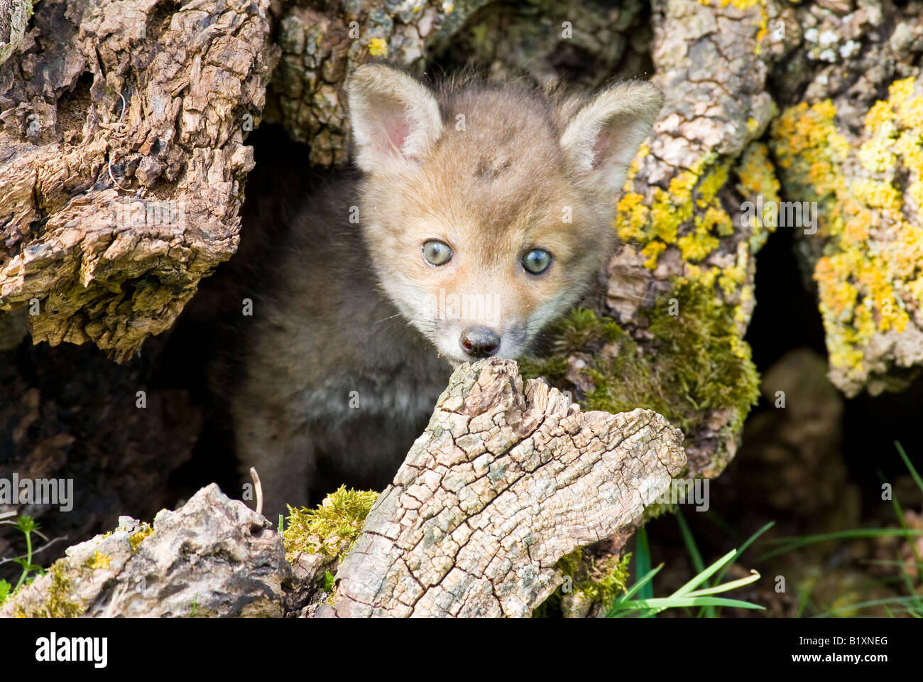 Red Fox cub emerging from Den Stock Photo - Alamy