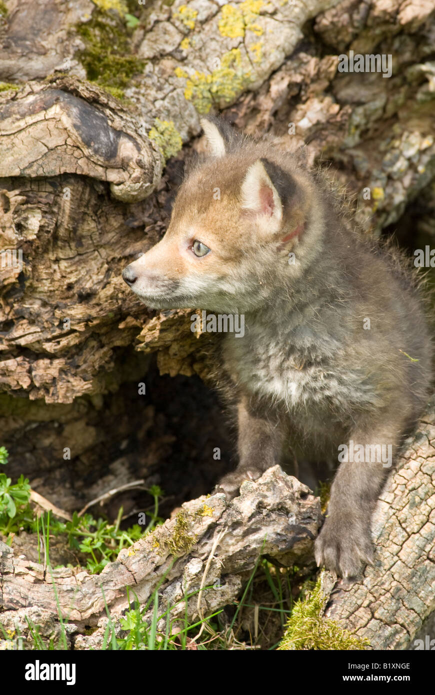 Red Fox cub peeping from Den Stock Photo - Alamy