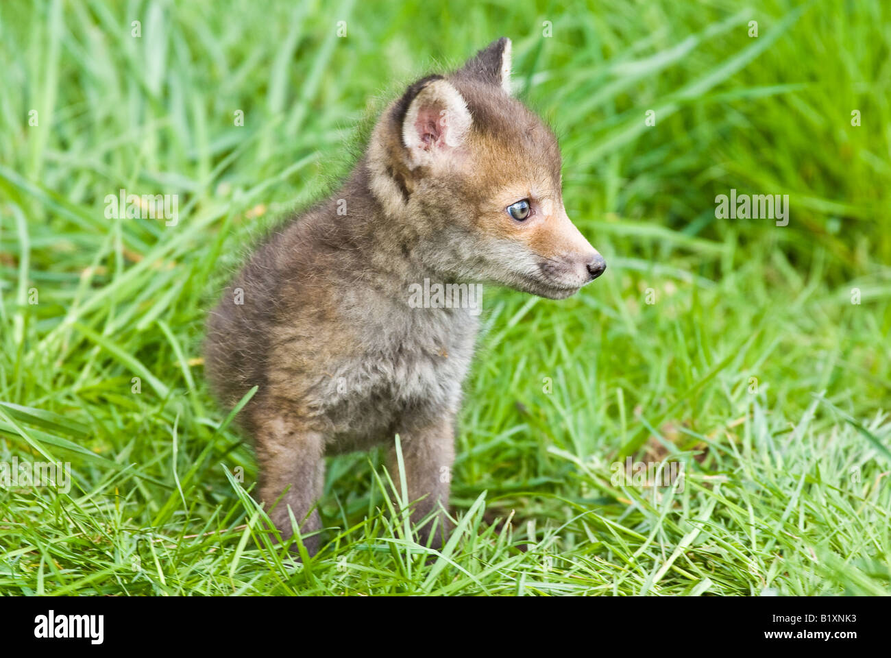 Red Fox cub Stock Photo - Alamy