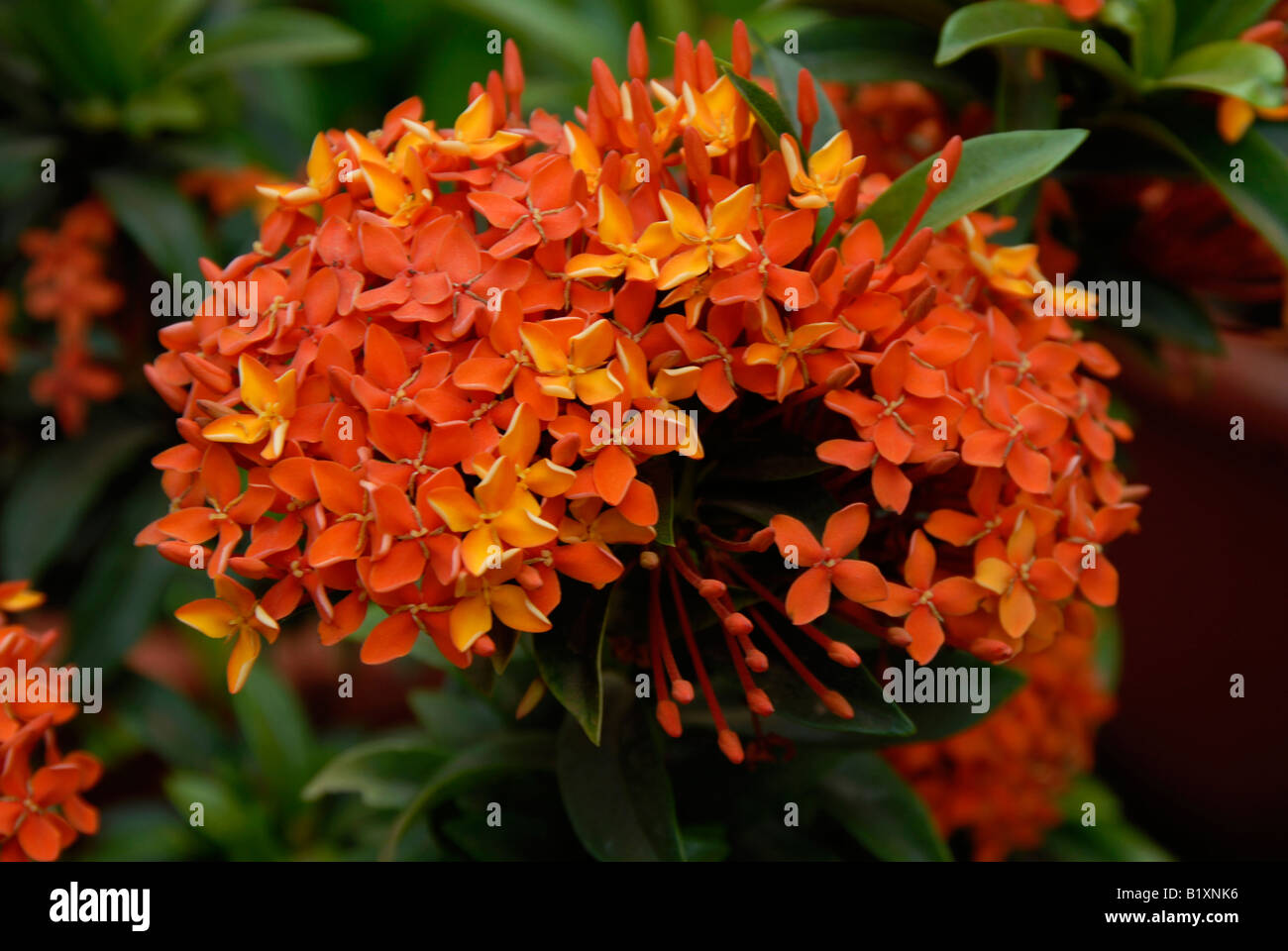 Ixora flowers plant hi-res stock photography and images - Alamy