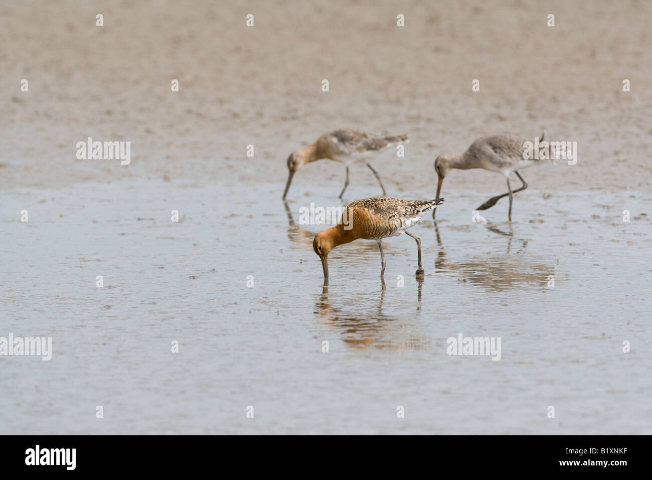 Black-tailed Godwit Limosa limosa North Norfolk UK summer Stock Photo ...