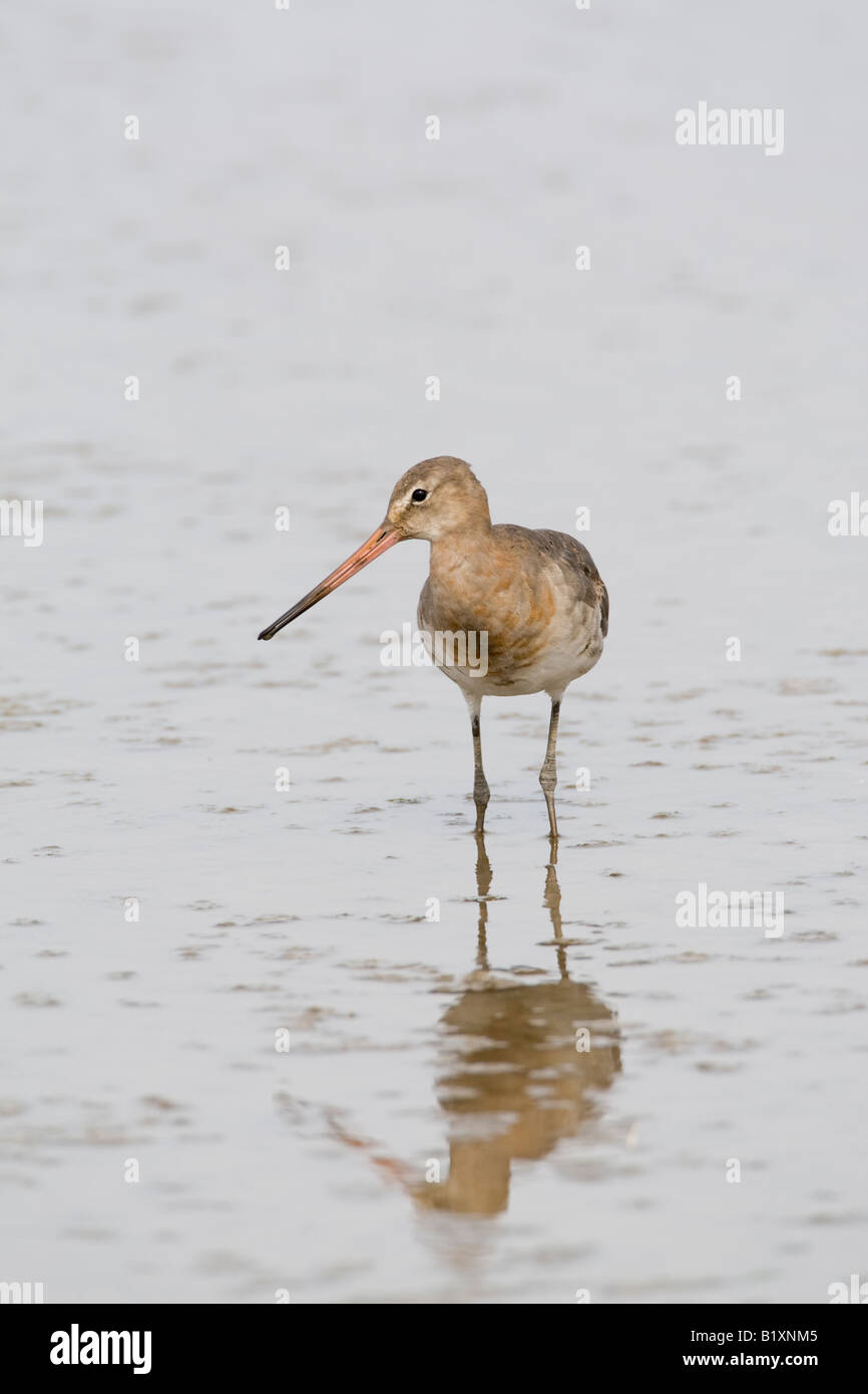 Black-tailed Godwit Limosa limosa North Norfolk UK summer Stock Photo ...