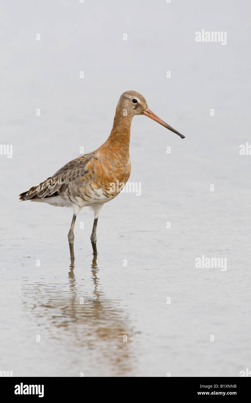Black-tailed Godwit Limosa limosa North Norfolk UK summer Stock Photo ...