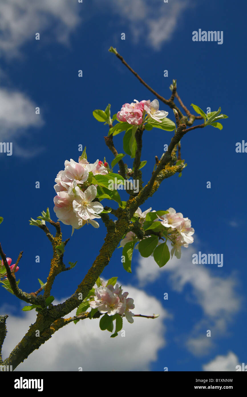 Blossom on a cider apple tree Somerset UK Stock Photo - Alamy