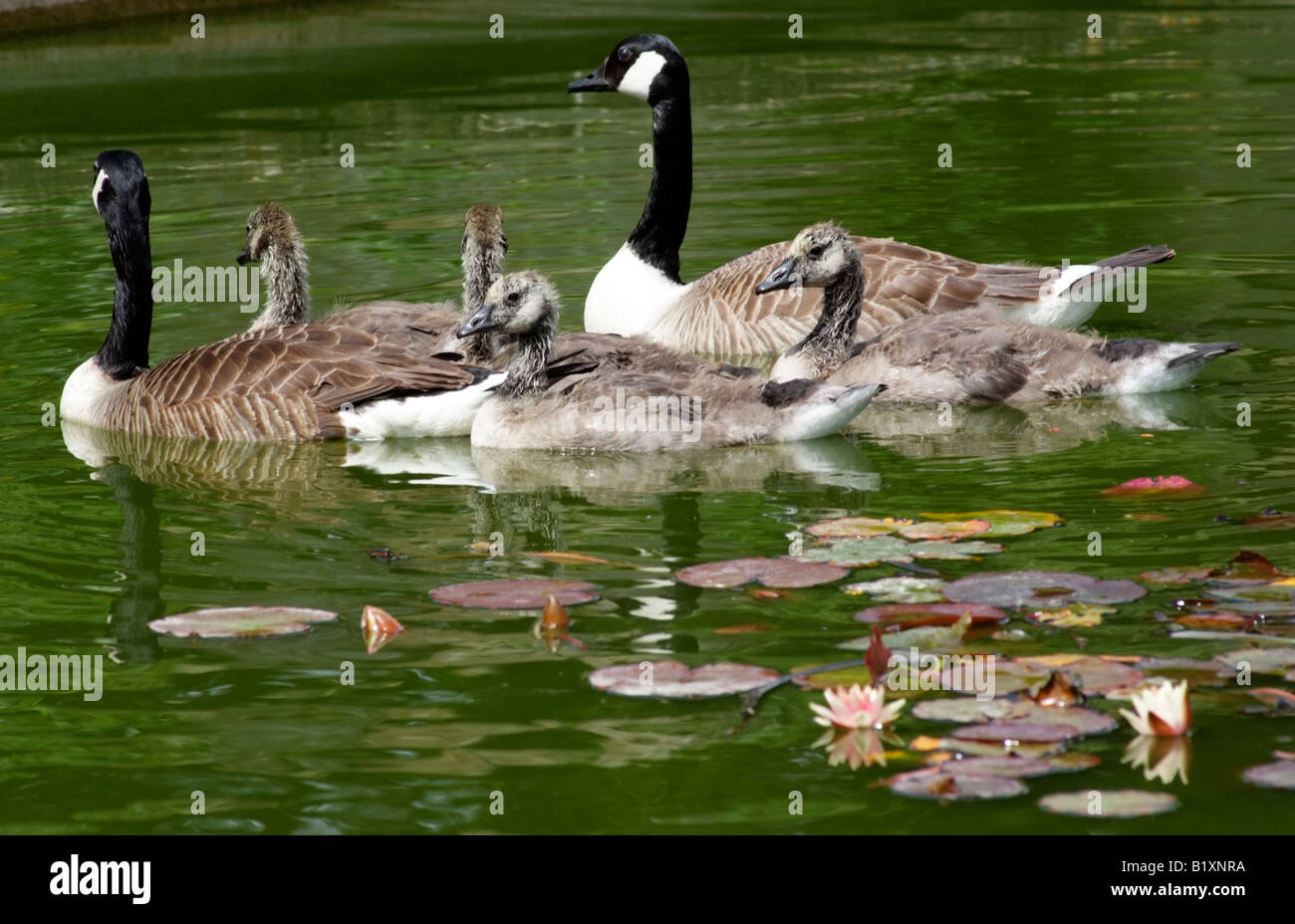 Young Canada Geese swim with adults on an ornamental pond England Stock ...