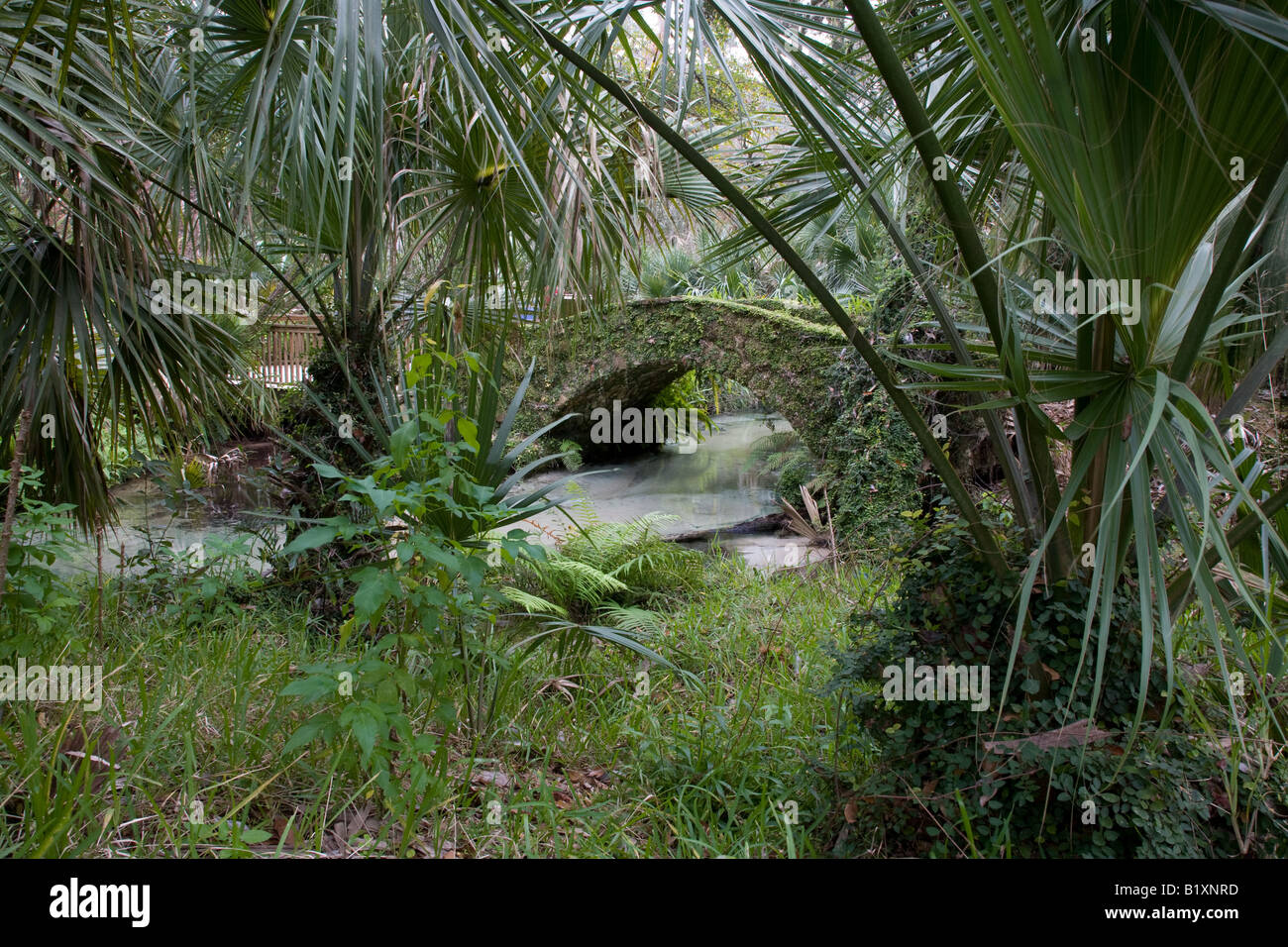 Juniper springs hi-res stock photography and images - Alamy