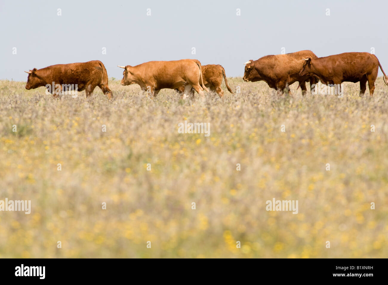 Retinto hi-res stock photography and images - Alamy