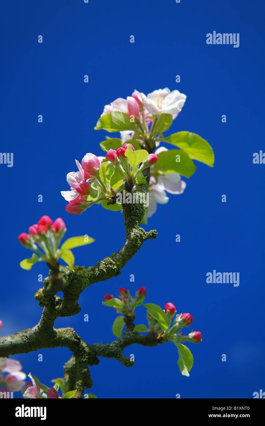 Blossom on a cider apple tree Somerset UK Stock Photo - Alamy