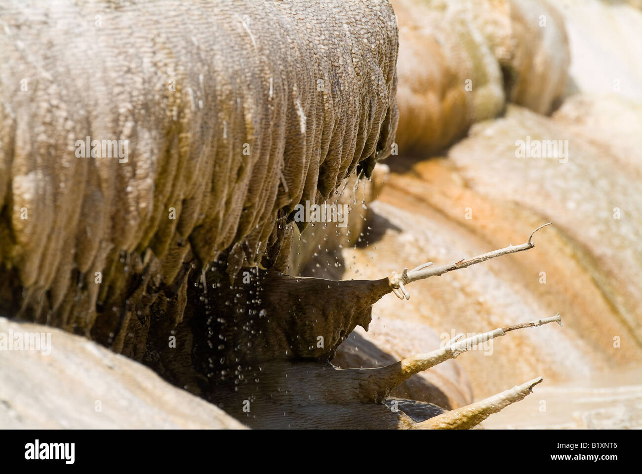 A Calcium Deposit in Yellowstone National Park Stock Photo - Alamy