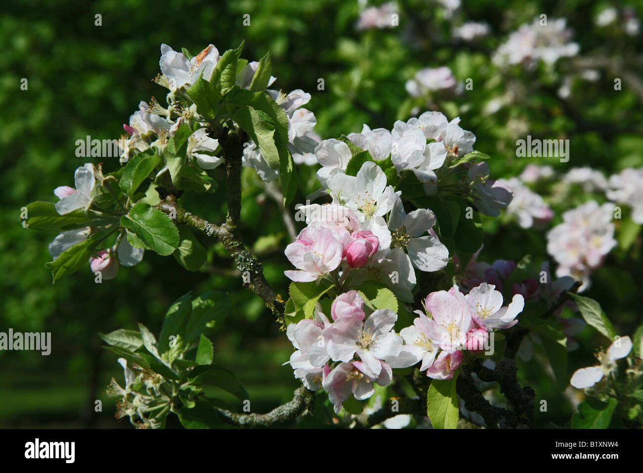 Blossom on a cider apple tree Somerset UK Stock Photo - Alamy