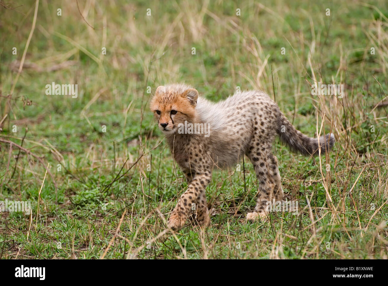 Young cheetah hi-res stock photography and images - Alamy