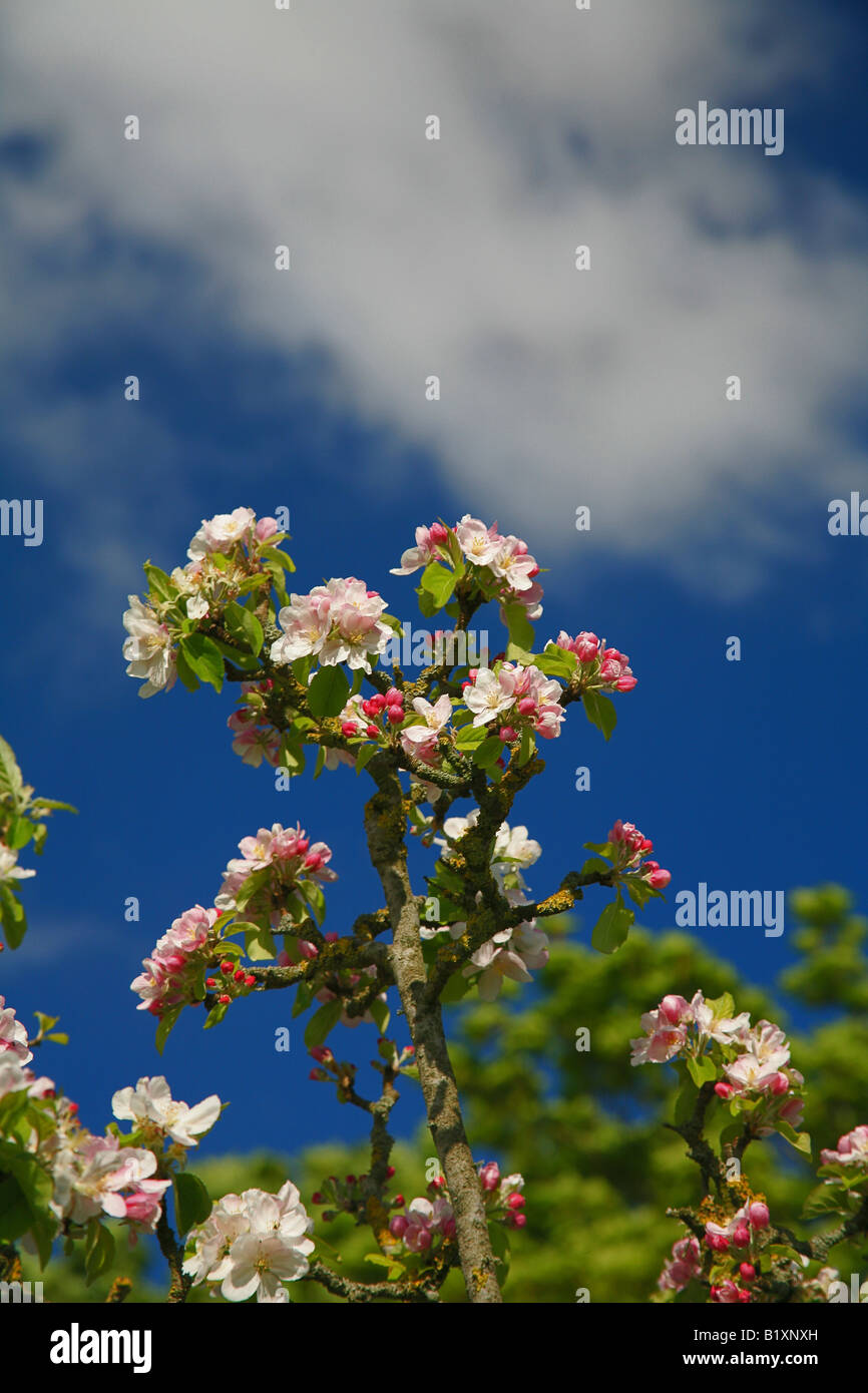 Blossom on a cider apple tree Somerset UK Stock Photo - Alamy