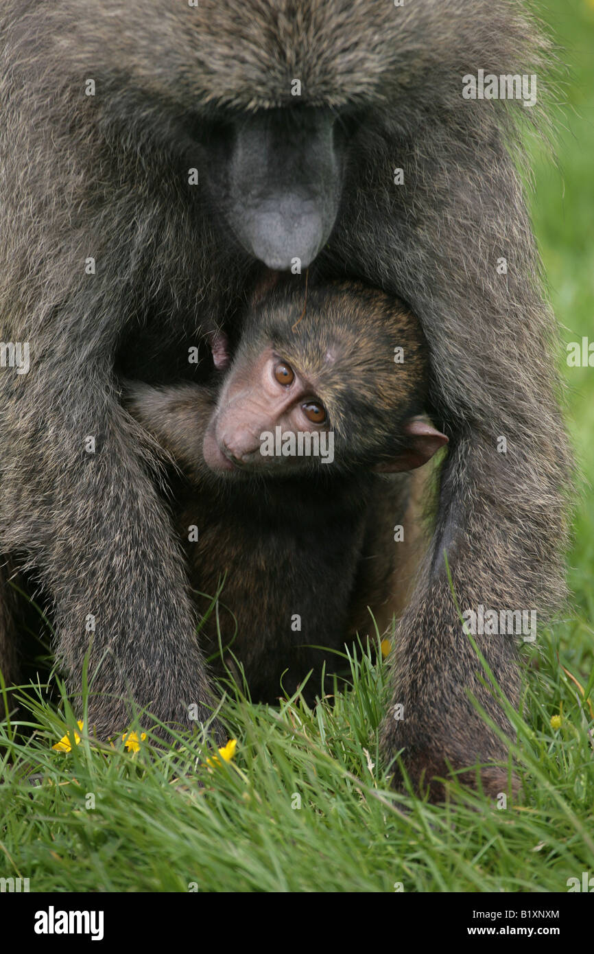 Olive Baboon Papio anubis mother and baby Stock Photo - Alamy