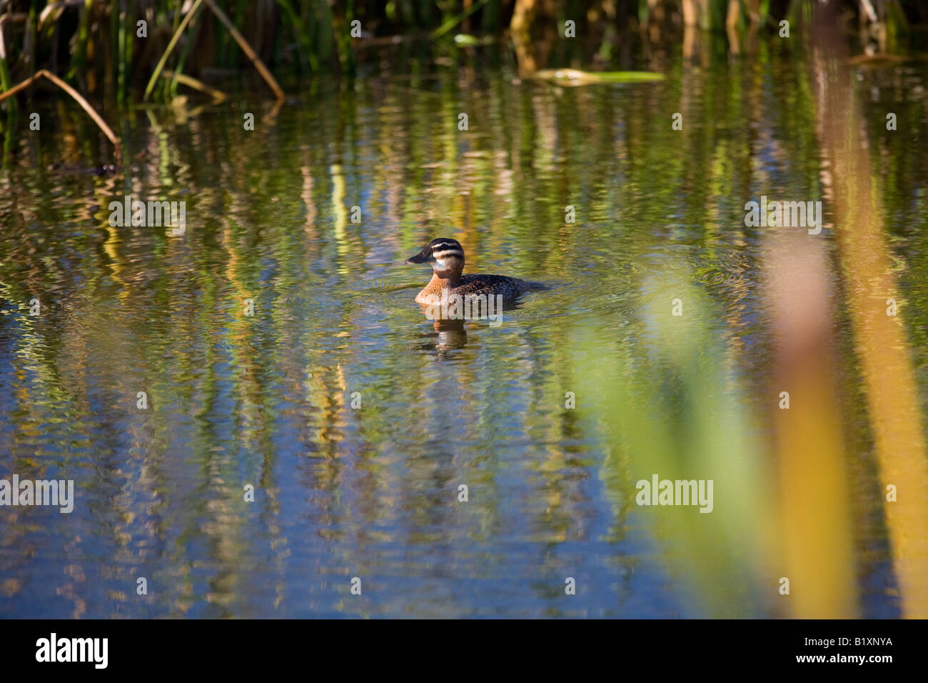 Rare mast duck Stock Photo - Alamy