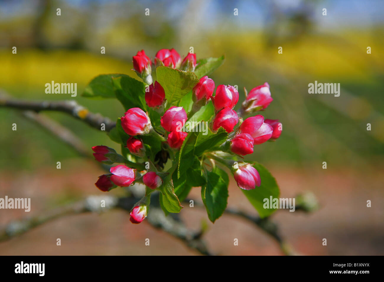 Blossom on a cider apple tree Somerset UK Stock Photo - Alamy