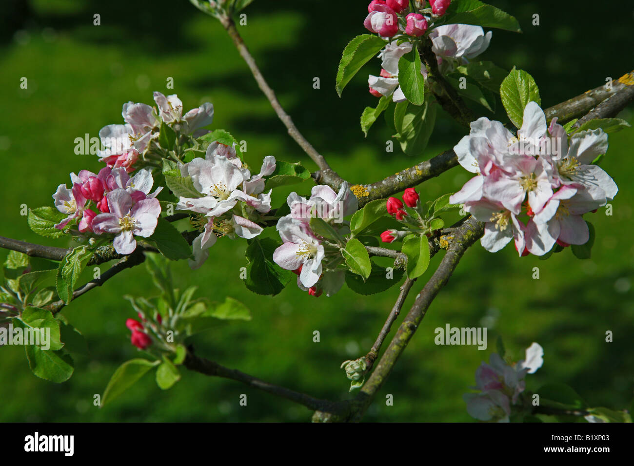 Cider apple tree hi-res stock photography and images - Alamy