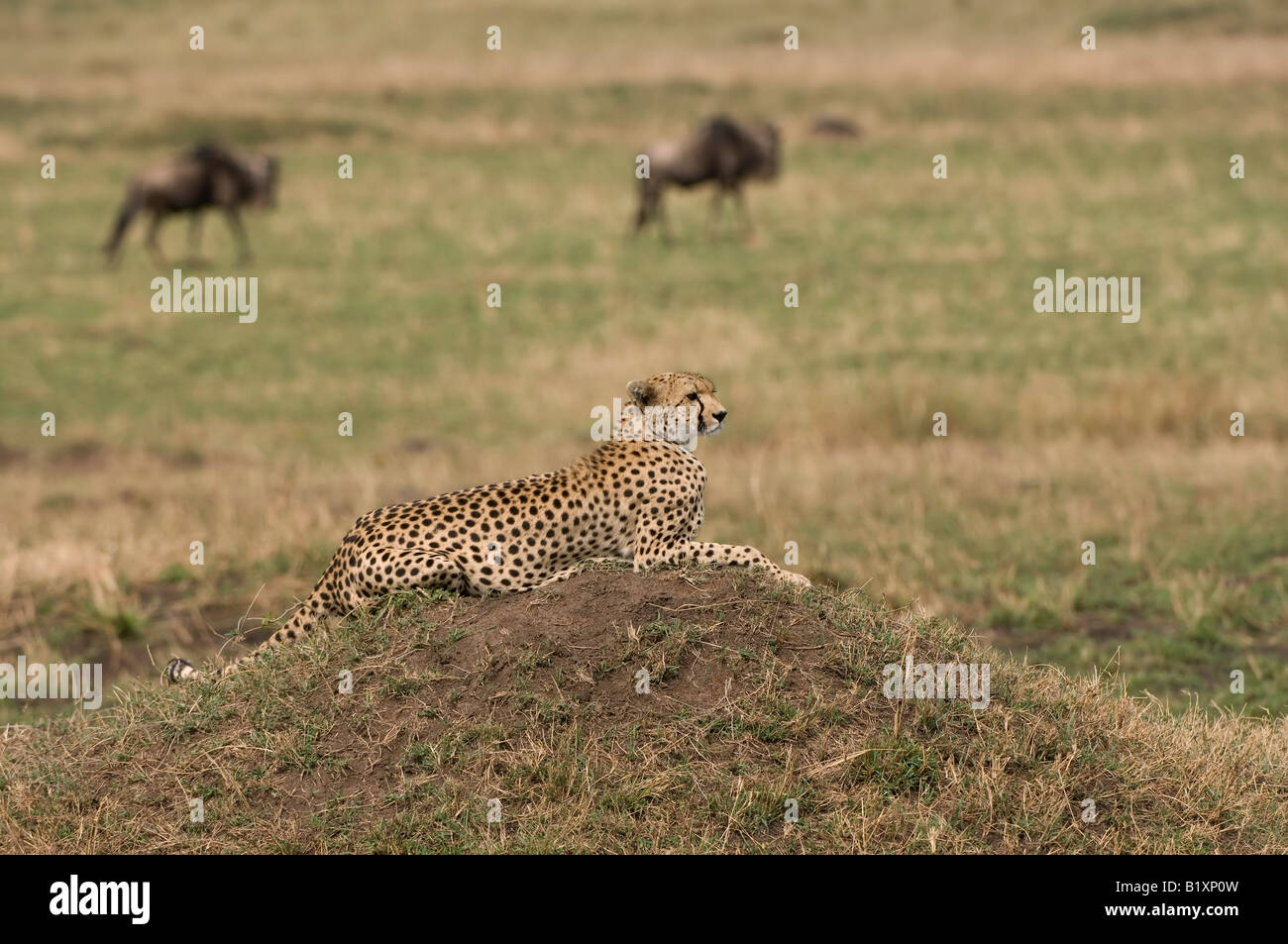 Cheetah observation hi-res stock photography and images - Alamy