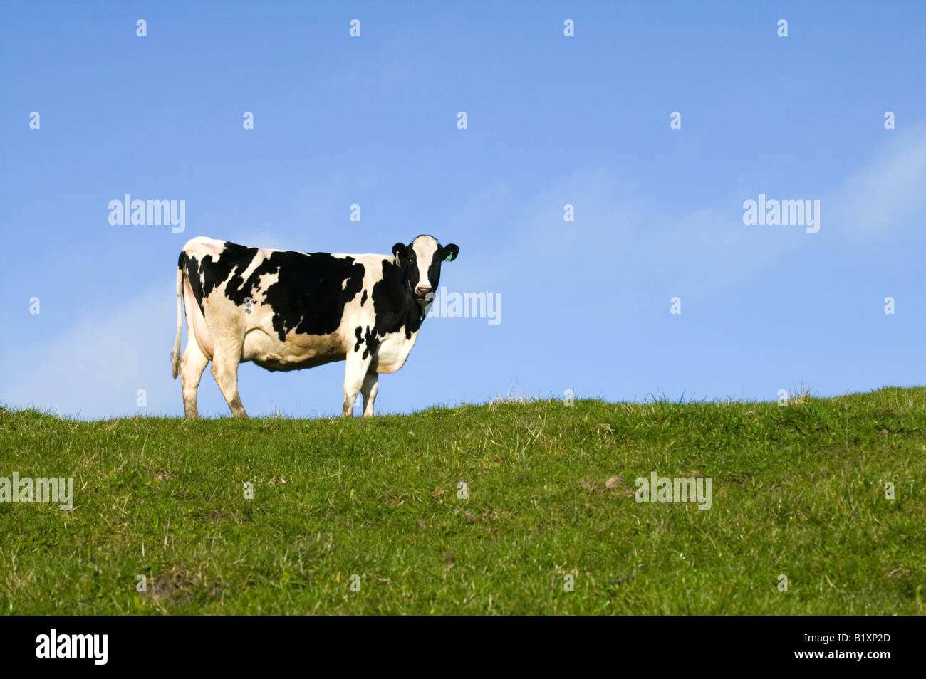 holstein cow on a hill Stock Photo - Alamy