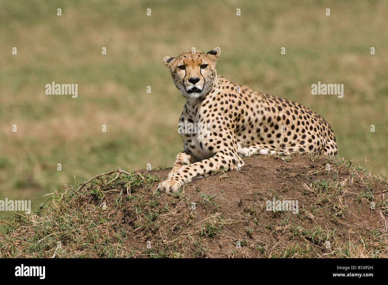 Cheetah observation hi-res stock photography and images - Alamy