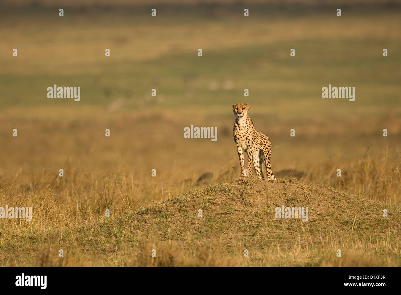 Cheetah observation hi-res stock photography and images - Alamy