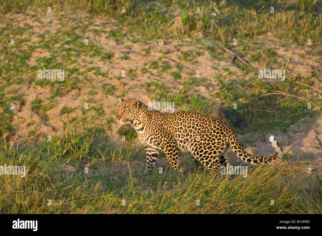 Leopard, Kenya, Africa Stock Photo - Alamy