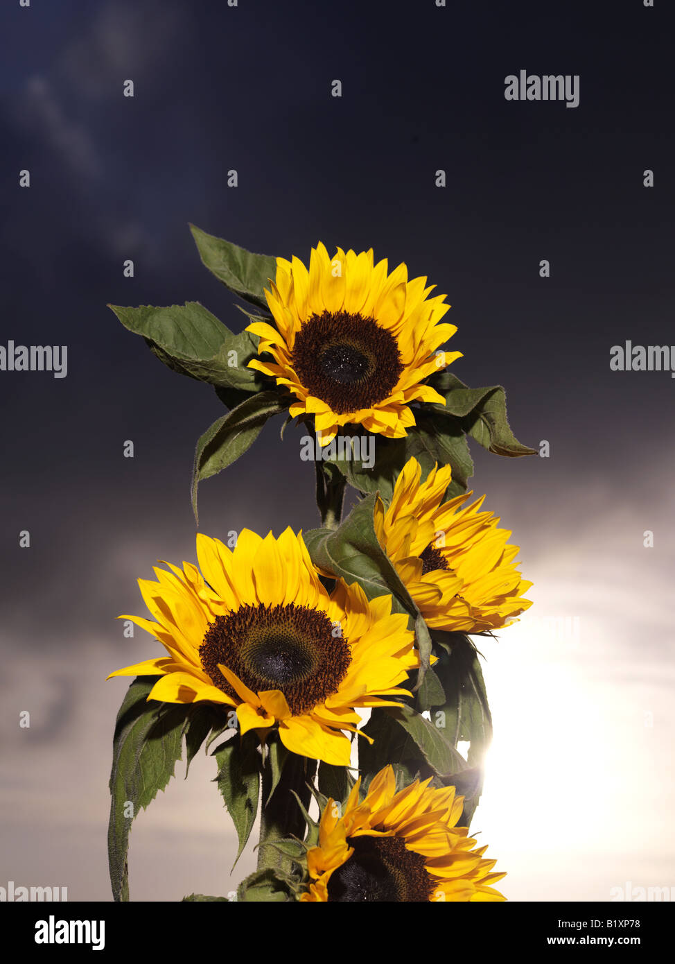A group of sunflowers backlit against a dark sky Stock Photo - Alamy