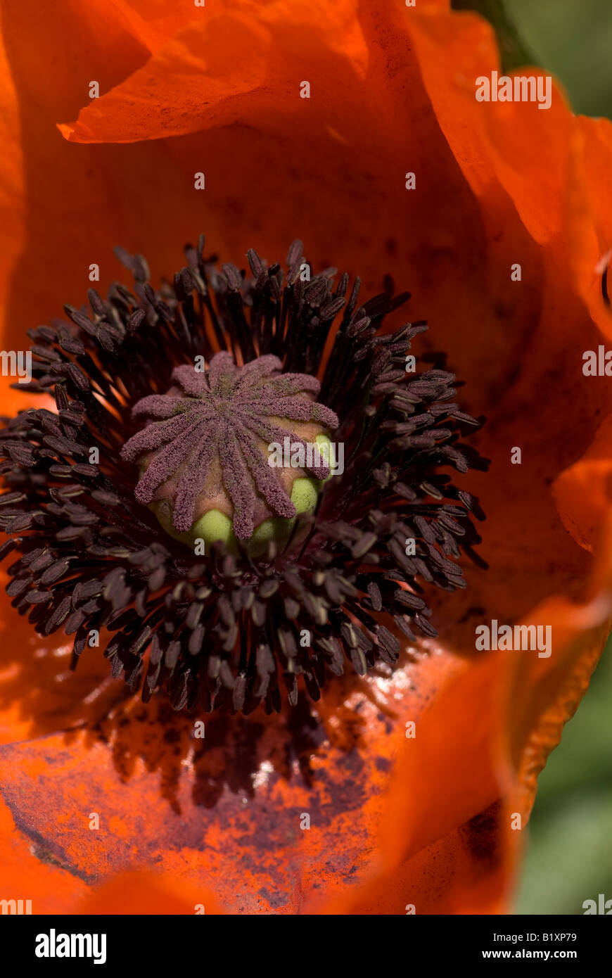 Red poppy flower shedding pollen Stock Photo - Alamy