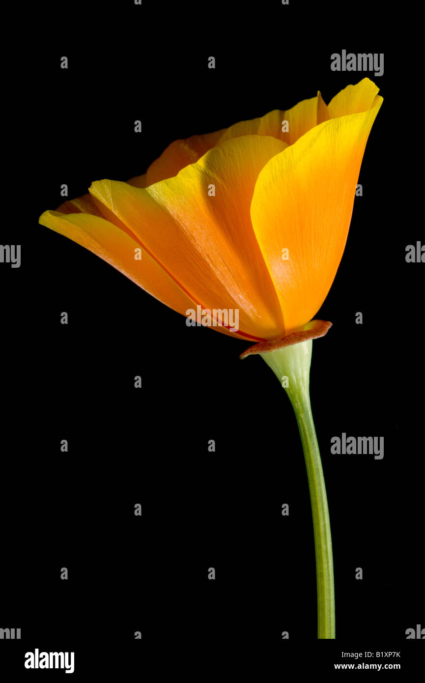 California poppy isolated hi-res stock photography and images - Alamy