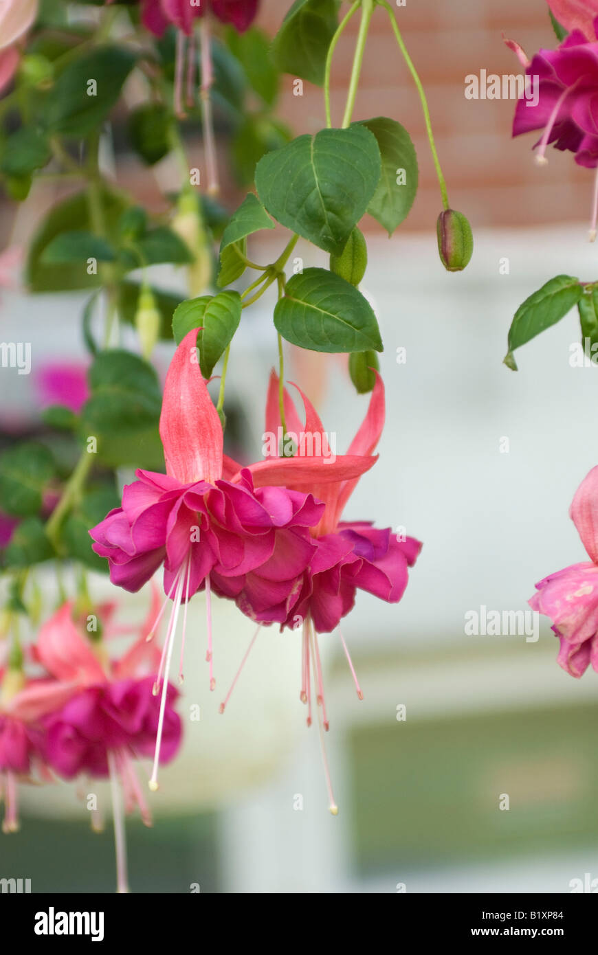 Fushia flower hi-res stock photography and images - Alamy