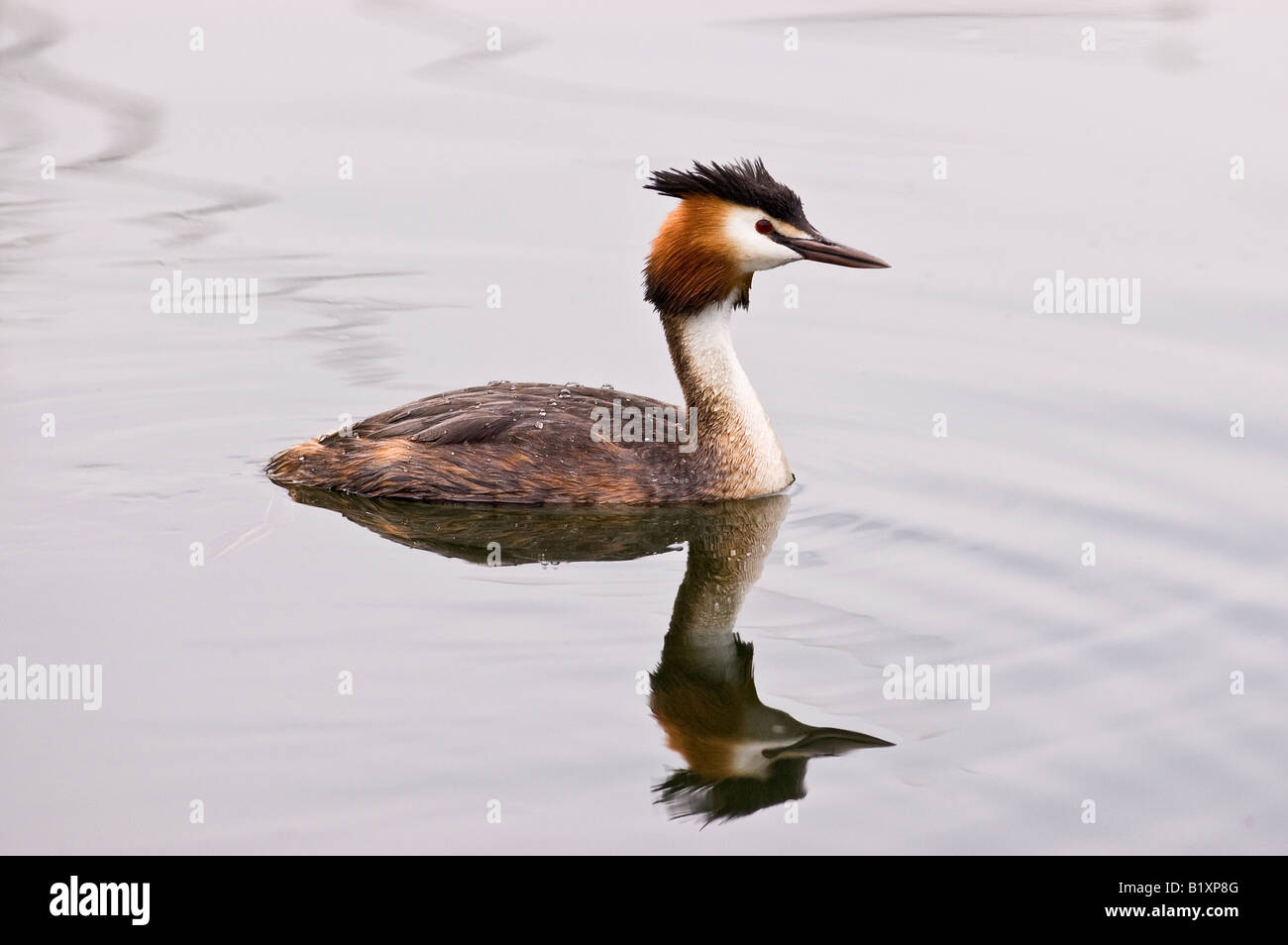 Adult Great Crested Grebe (Podiceps cristatus Stock Photo - Alamy
