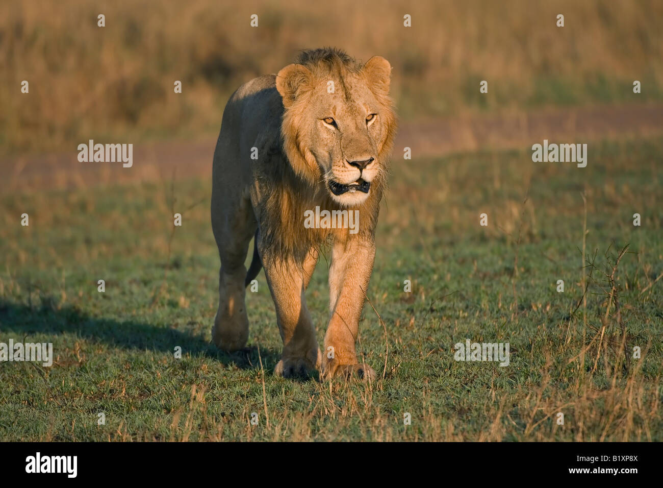 Lion Run High Resolution Stock Photography and Images - Alamy