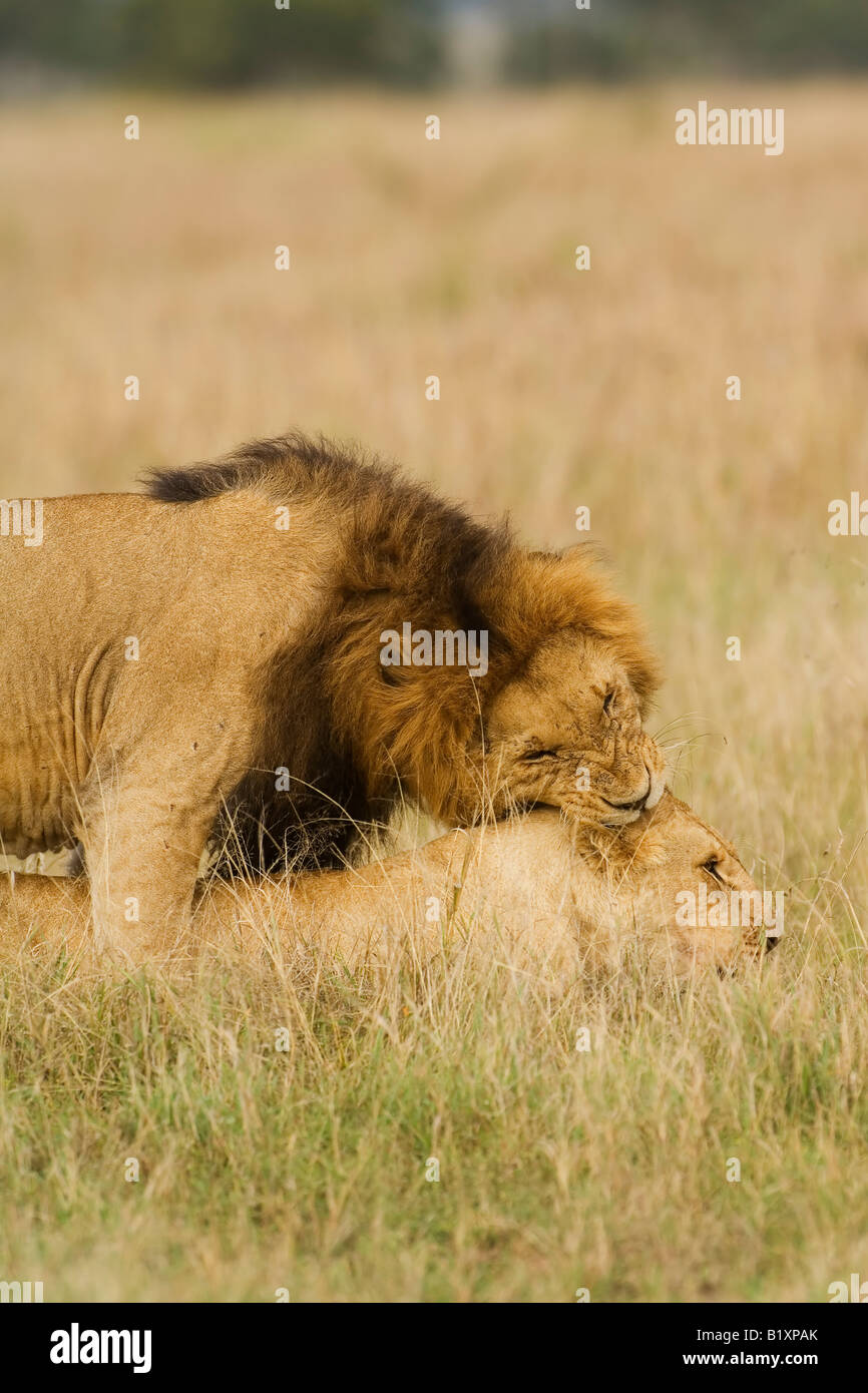 Accouplement lion hi-res stock photography and images - Alamy