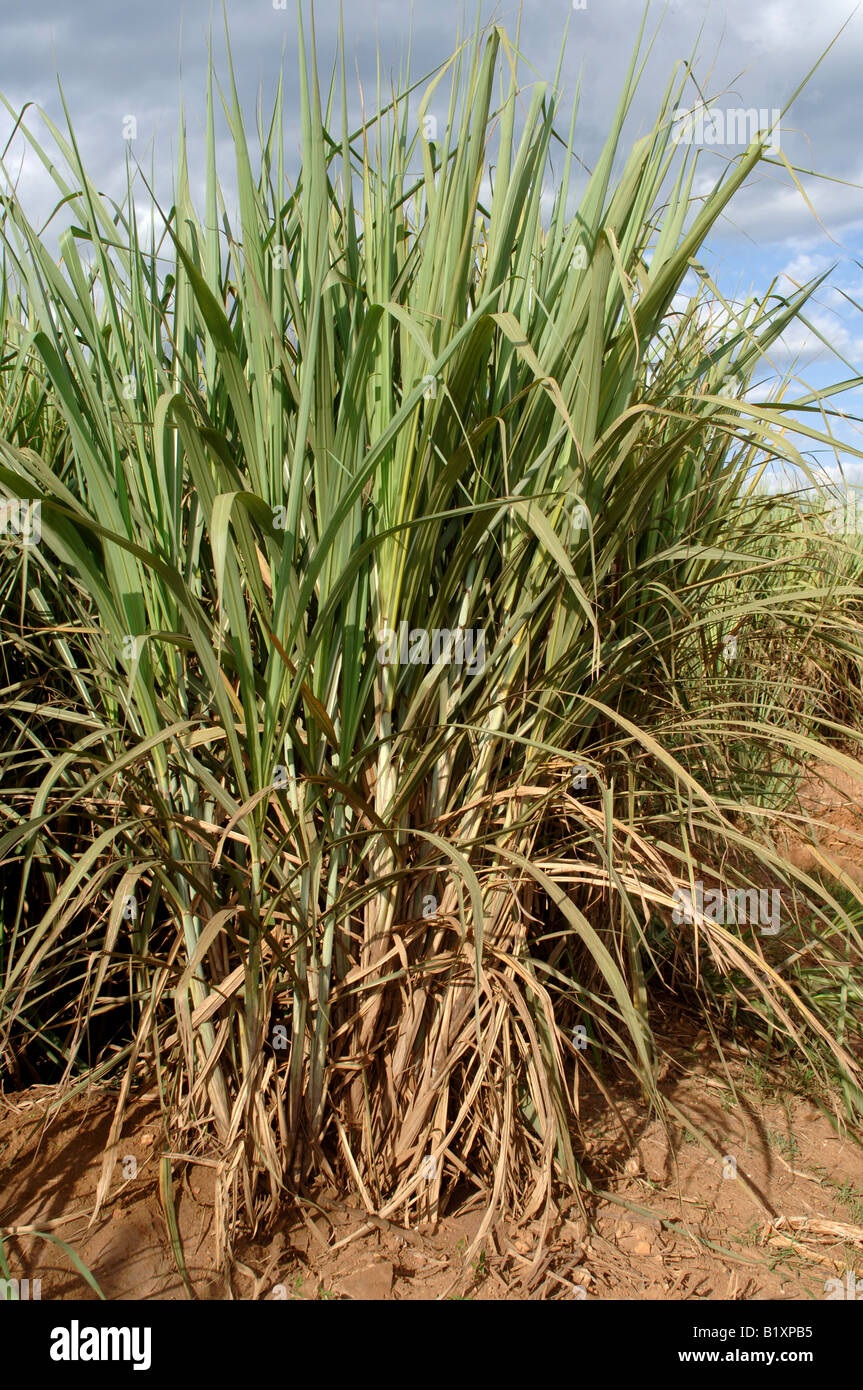 Sugarcane sugar cane farming hi-res stock photography and images - Alamy
