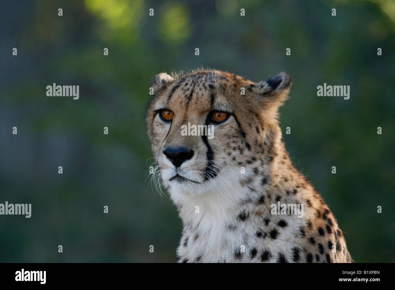 Cheetah headshot hi-res stock photography and images - Alamy