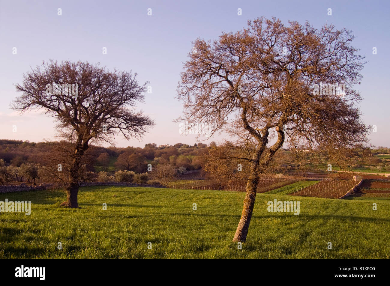 Two trees in open country during spring in Puglia, Italy Stock Photo ...