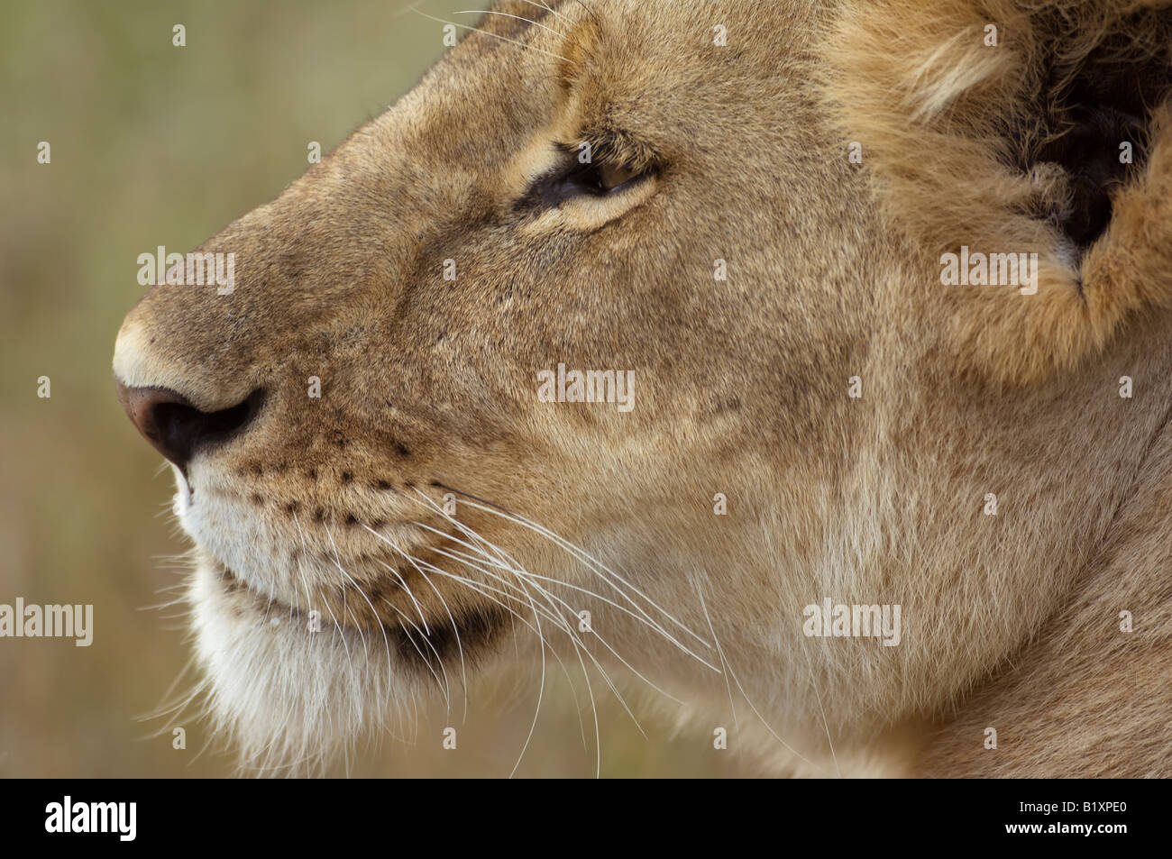 Female lion close up hi-res stock photography and images - Alamy