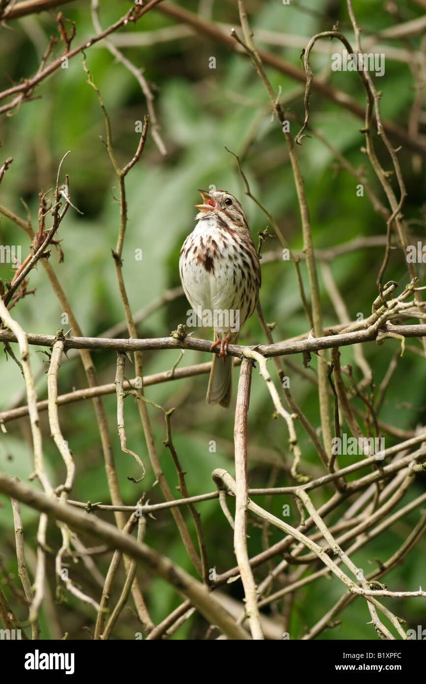 Song Sparrow singing in tree Stock Photo - Alamy