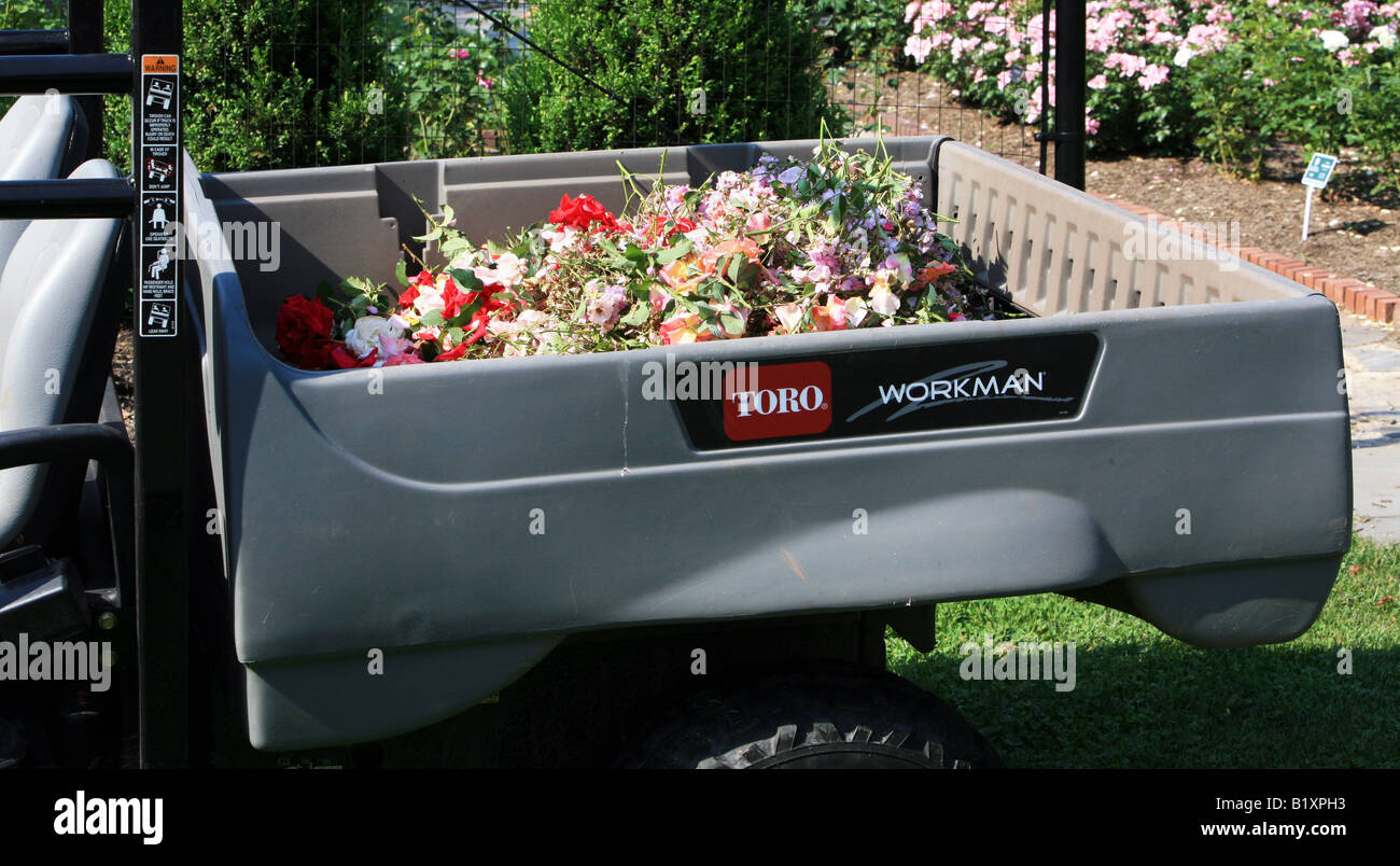 The bed of a garden cart filled with rose clippings Stock Photo - Alamy