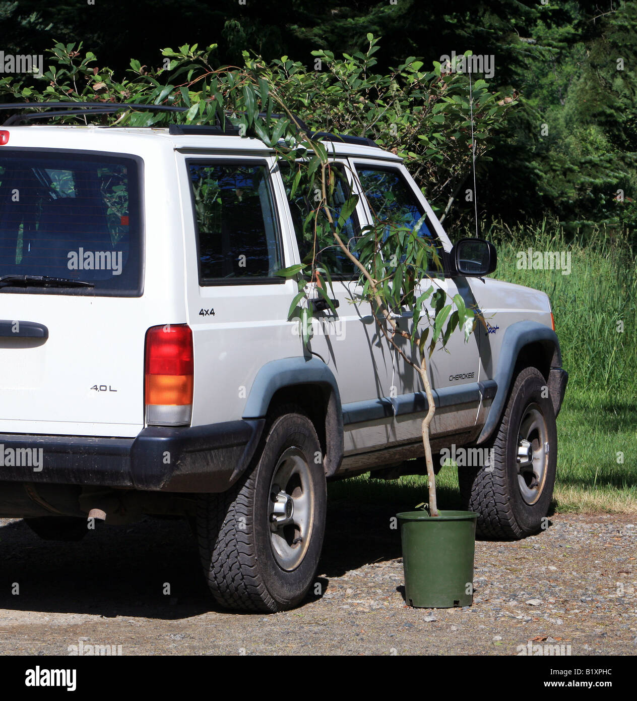 Truck tree hi-res stock photography and images - Alamy