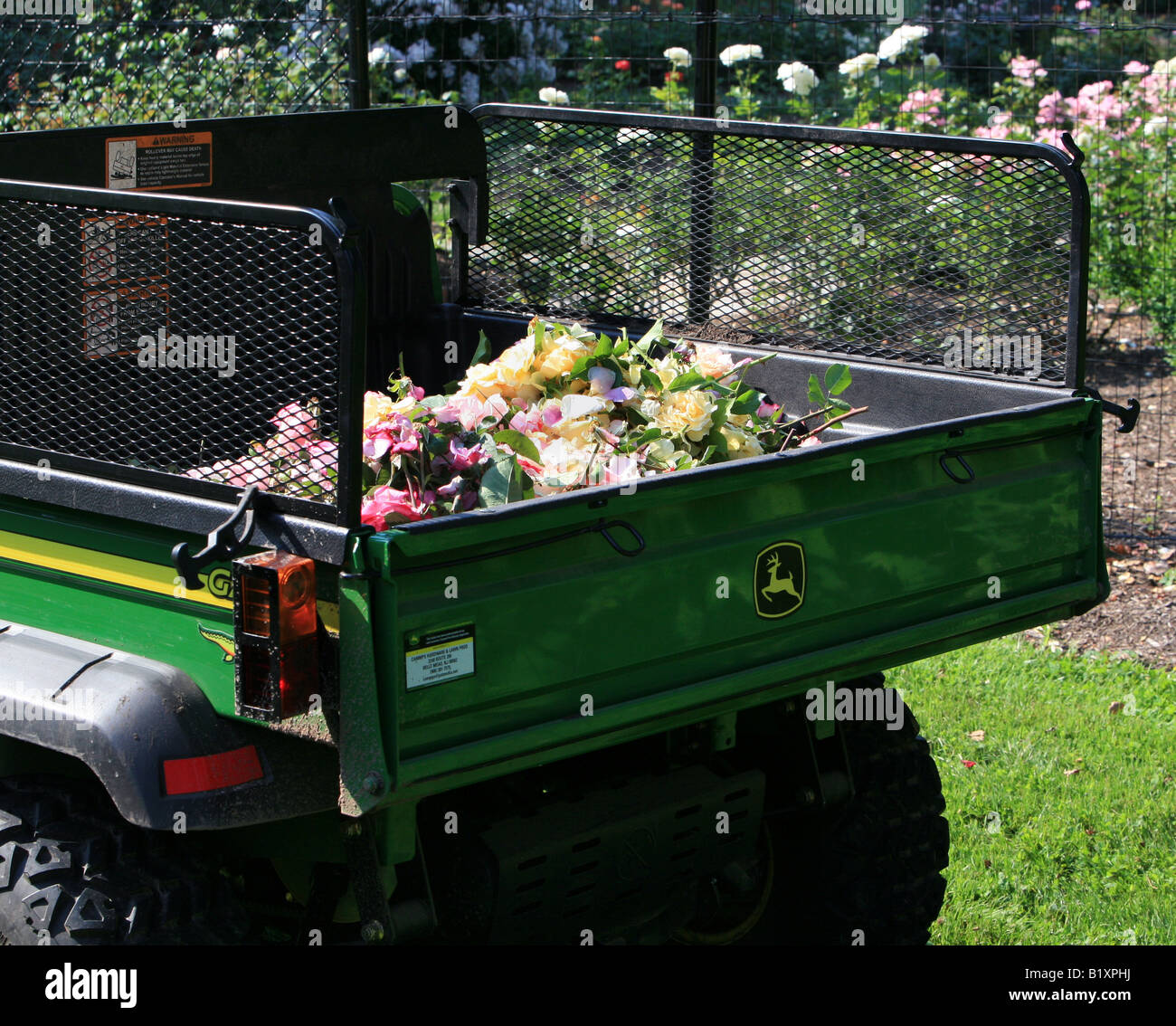 The bed of a garden cart filled with rose clippings Stock Photo - Alamy