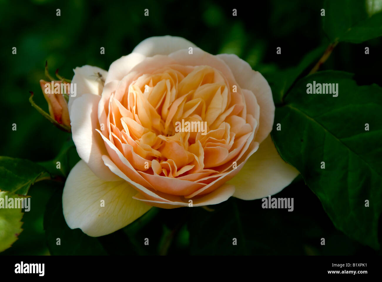 Peach coloured,double flowered Old English rose Stock Photo - Alamy