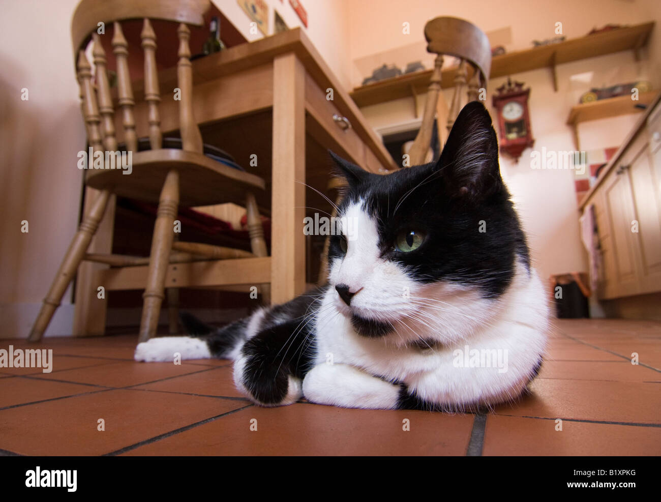 Black and White Cat Cooling Off on a Hot Day on the Kitchen Floor Stock ...
