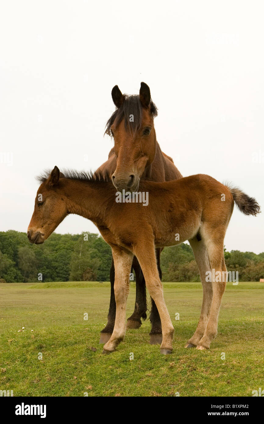 Horse and colt Stock Photo - Alamy